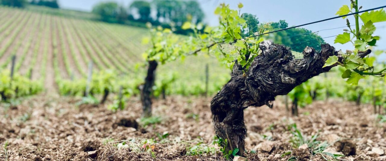 Domaine Thomas | Uva Imports